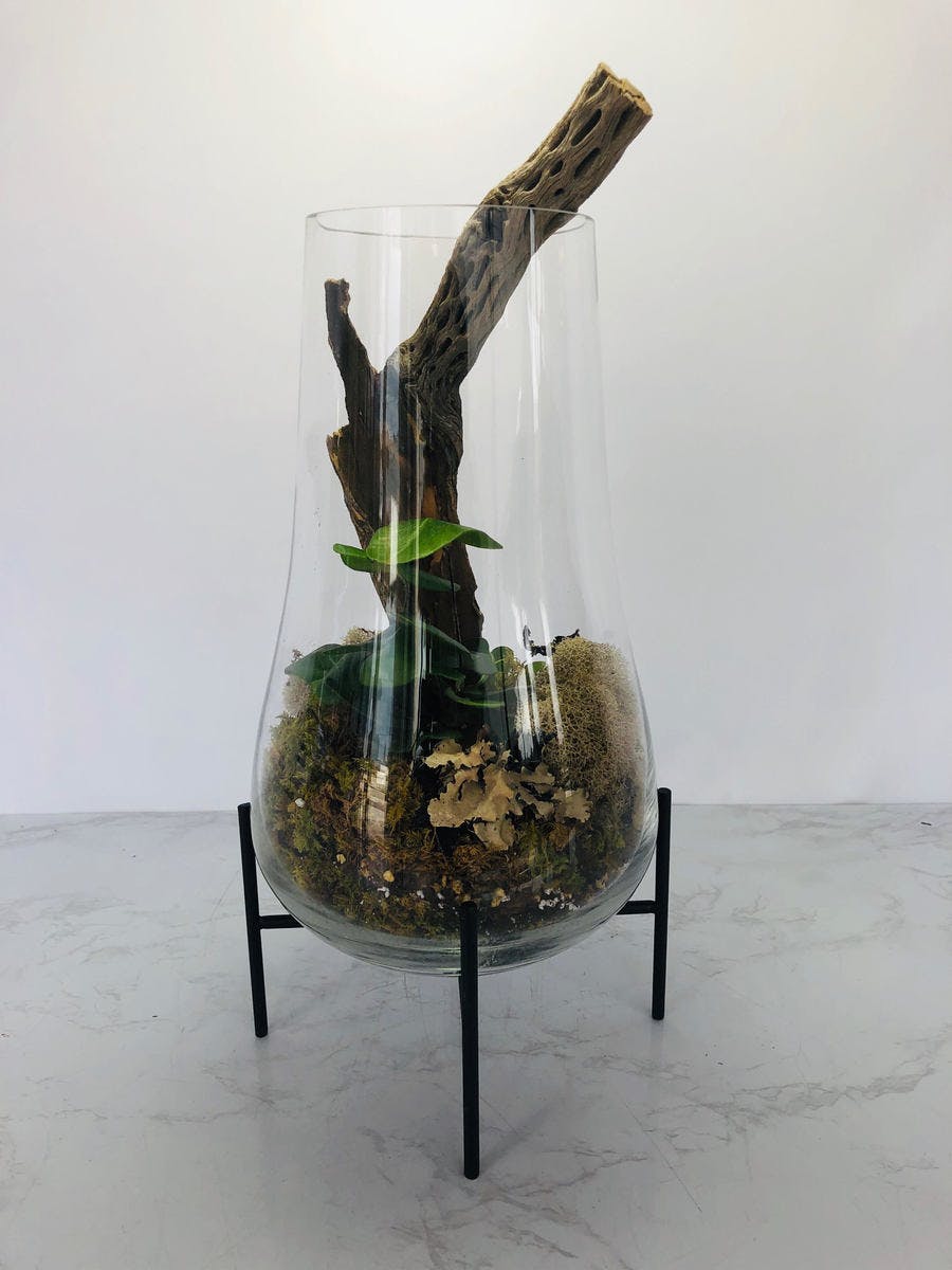 Standing Terrarium | DFW (TX) Same-Day Plant Delivery | Bice's Florist